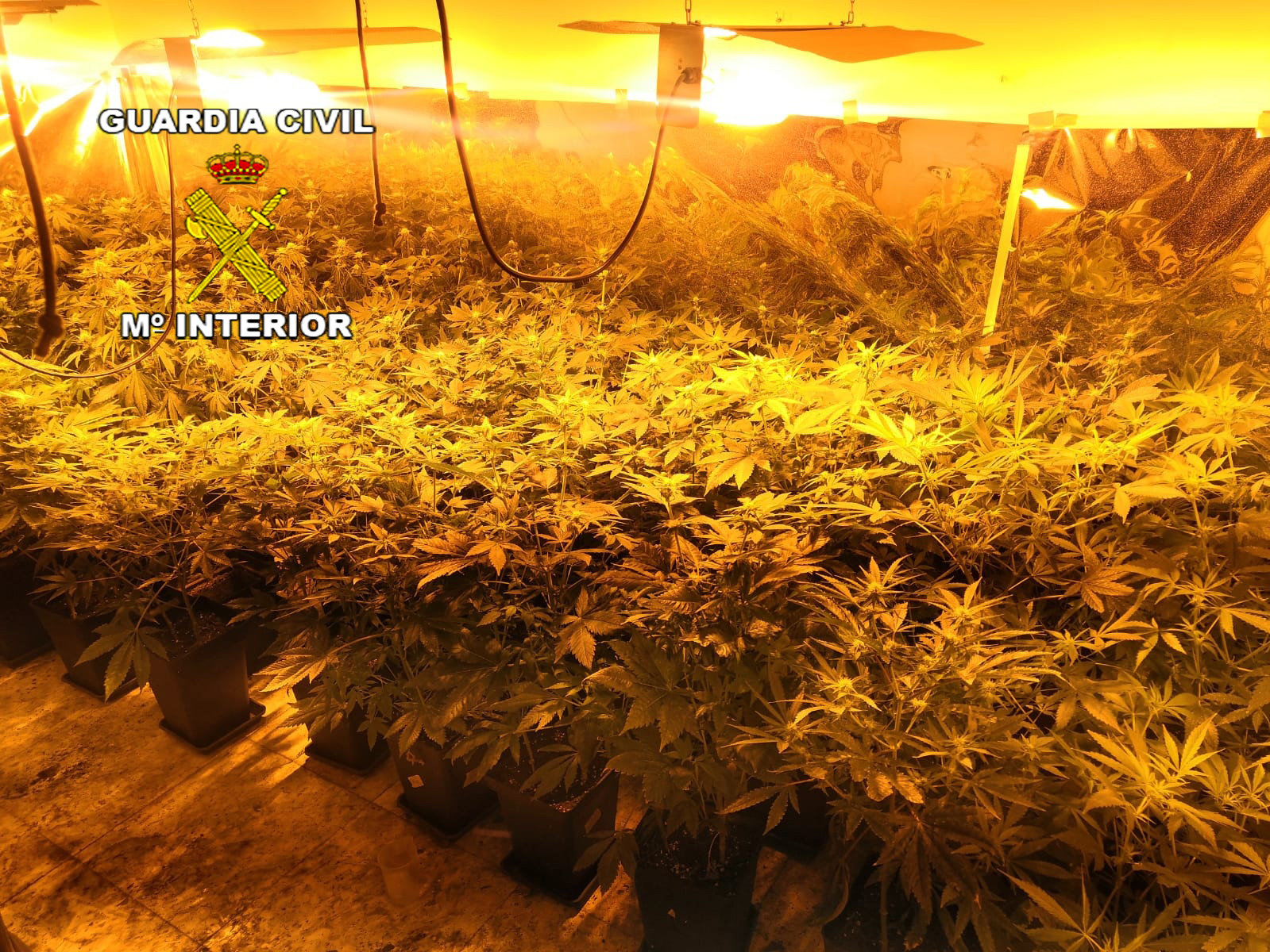 Golpe a cuatro plantaciones de marihuana en La Puerta de Segura y en Puente de Génave